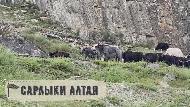 Сарлыки Алтая
