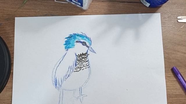 Рисуем голубую сойку