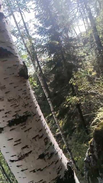 поход на гору Медведь-камень, Нижний Тагил, подъём #гора #медведькамень #тагил #природа #travel