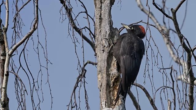 Чёрные дятлы летом