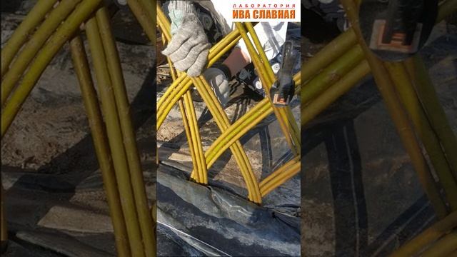 🌿 Лаборатория Ивы Славной: Экспериментальные изгороди (24.05.2025)