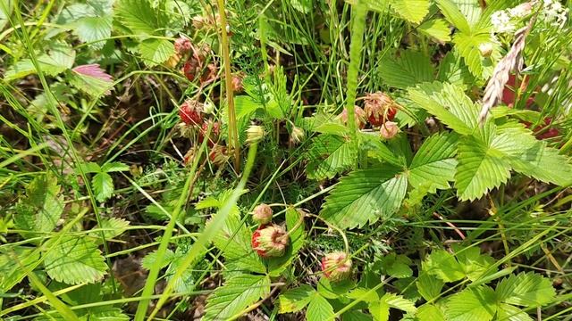 Клубничный рай. Ароматная ягодка. Полевая клубника. Клубника. Июнь 2025