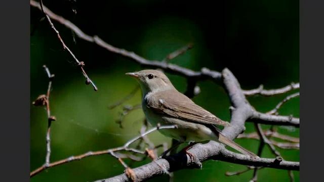 Об ОП СЛОВО ч. 2480, Любимые композиции ОП ч.002, муз. и исп. #СамуилФрумович