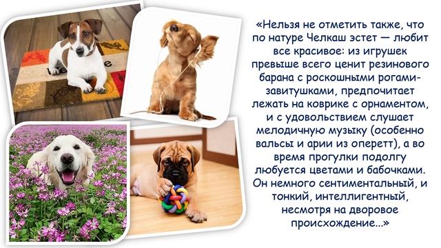 Буктрейлер на книгу Л. Сергеева "Мои собаки"