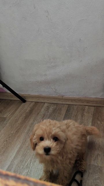 Мой будильник 🙂