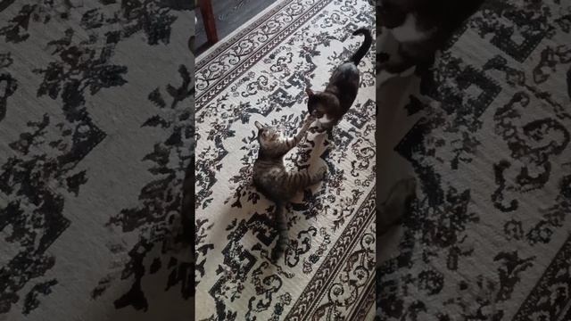 ВЕЧЕРНИЕ КАШАЧЬИ РАЗБОРКИ//ИГРЫ🤗❤️🔥