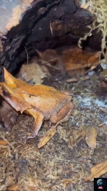 Малайская рогатая лягушка (Megophrys nasuta) - мастер лесного камуфляжа