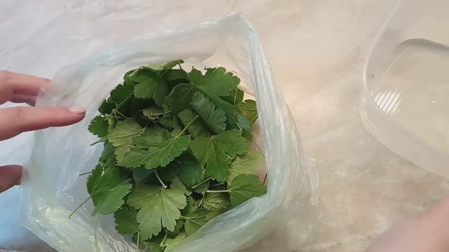 Готовим дома ферментированный чай из листьев крыжовника. Заморозка и сушка. Экспериментируем вместе.