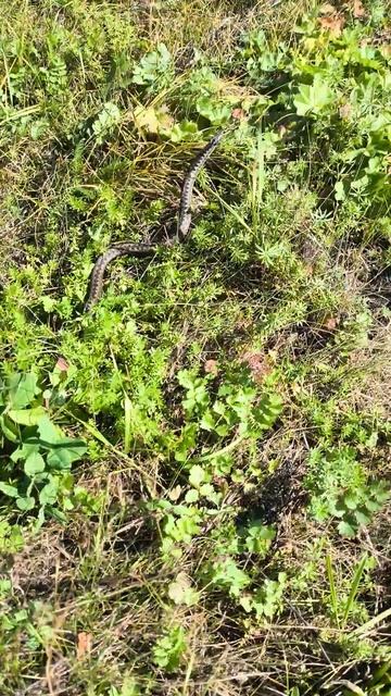 гора Дыроватик, встреча со #змея #тагил #гора #природа #отдых #красота #travel #mountains