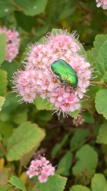 ну очень красивая бронзовка