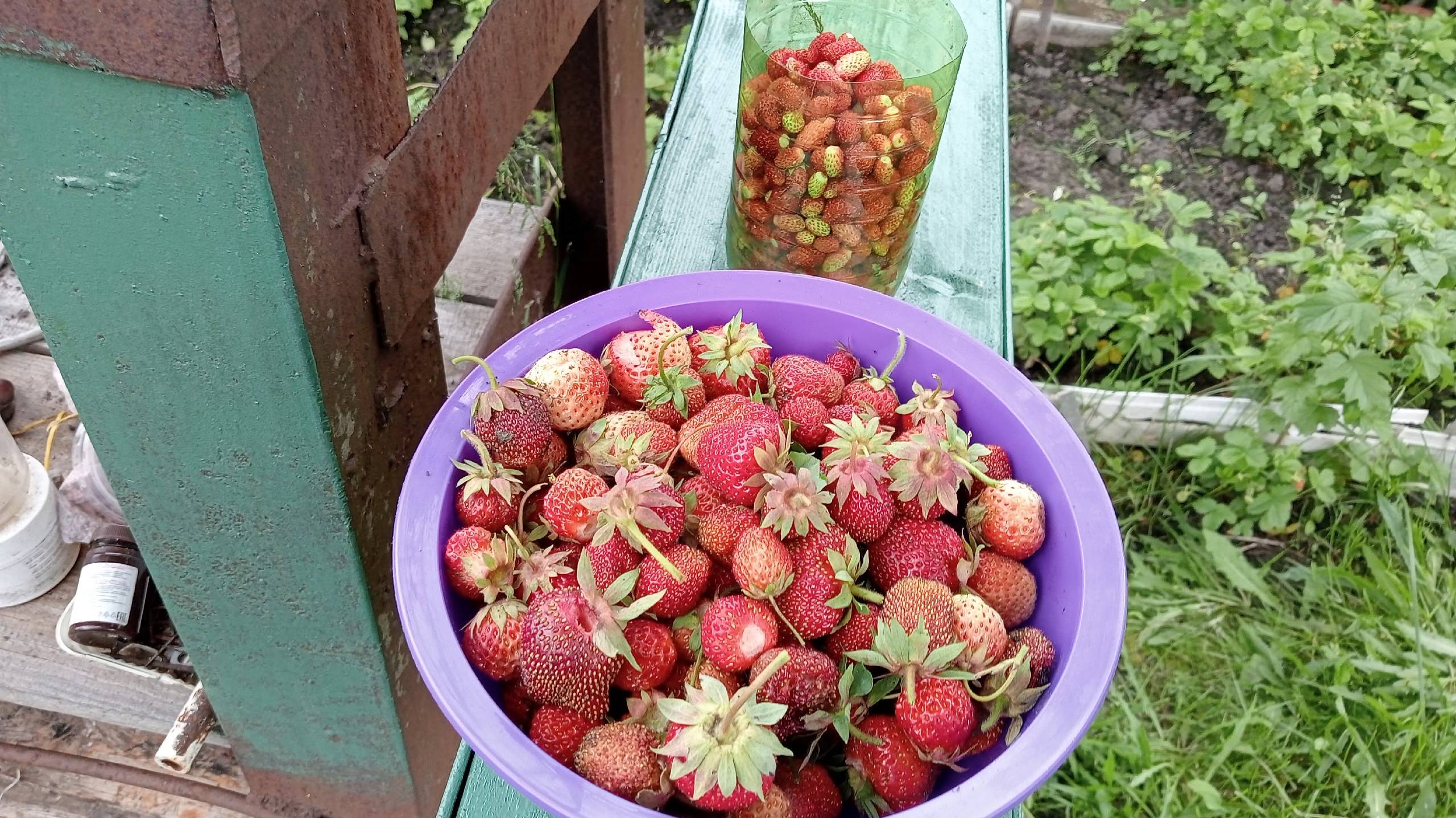 ДАЧА В ТРЕТЬЕЙ ДЕКАДЕ ИЮНЯ 😍😍 😍 ЧТО РАСТЕТ НА ГРЯДКАХ И В ПАРНИКЕ?  СПАСАЕМ МАЛИНУ 👍