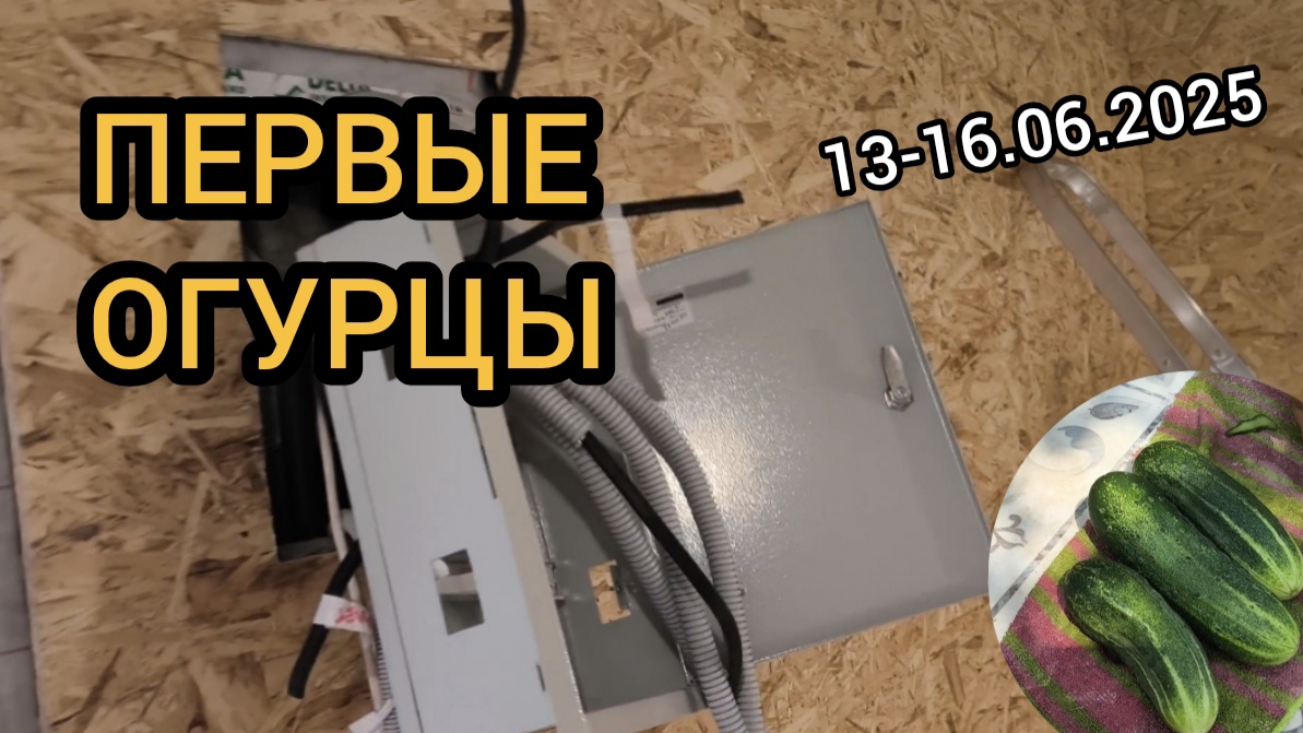 Первые огурцы. Работы по дому. 13-16.06.2025