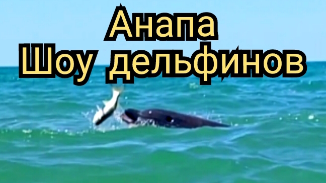 21 #АНАПА #МОРЕ #ДЕЛЬФИНЫ 28-06-2025