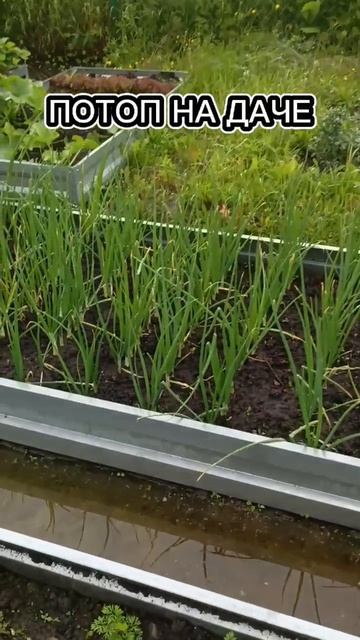 ДОЖДЬ на даче / ПОТОП на даче / 2025 много ДОЖДЕЙ