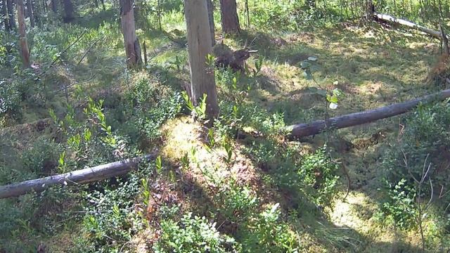 Гуляю по лесу - ищу грибы. Так себе качество...