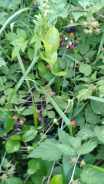 малина черноплодная