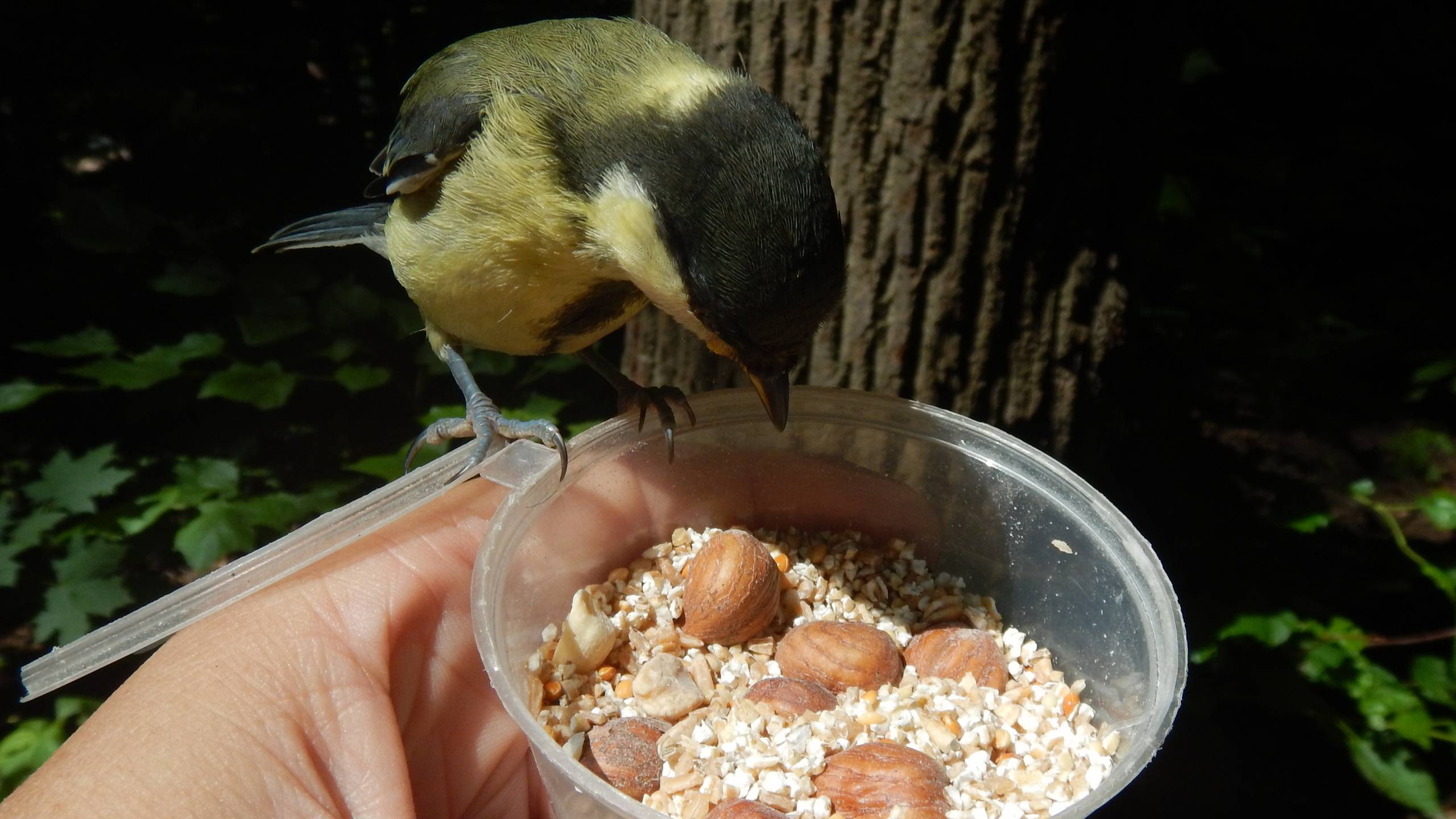 Кормим синиц в Царицыно