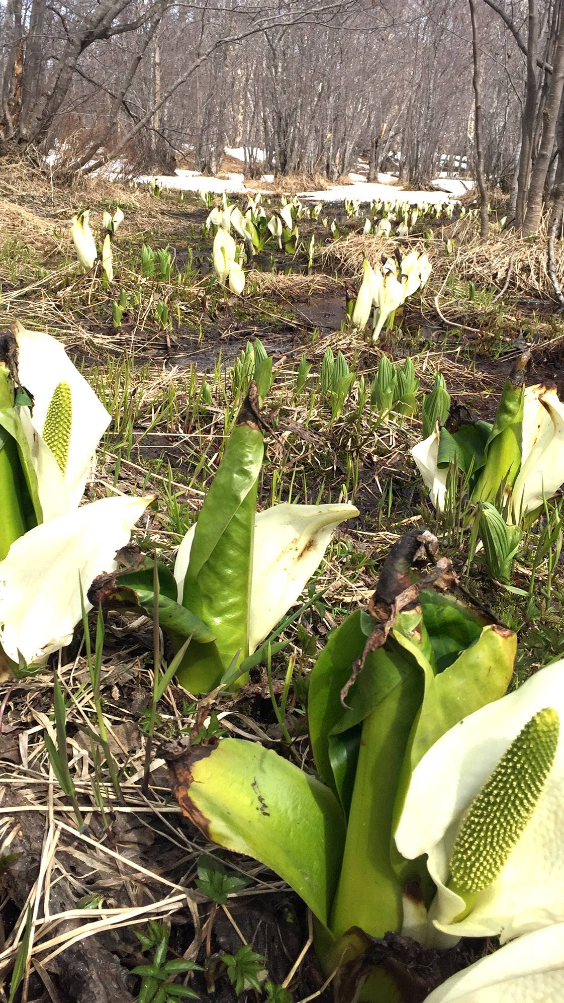 Где можно встретить лизихитоны на Камчатке и чем они так привлекают туристов?