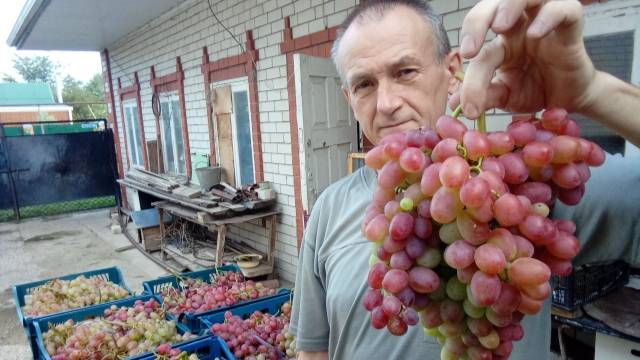 Виноград 2.04.24г