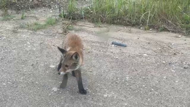 Лисенок по дороге в монастырь