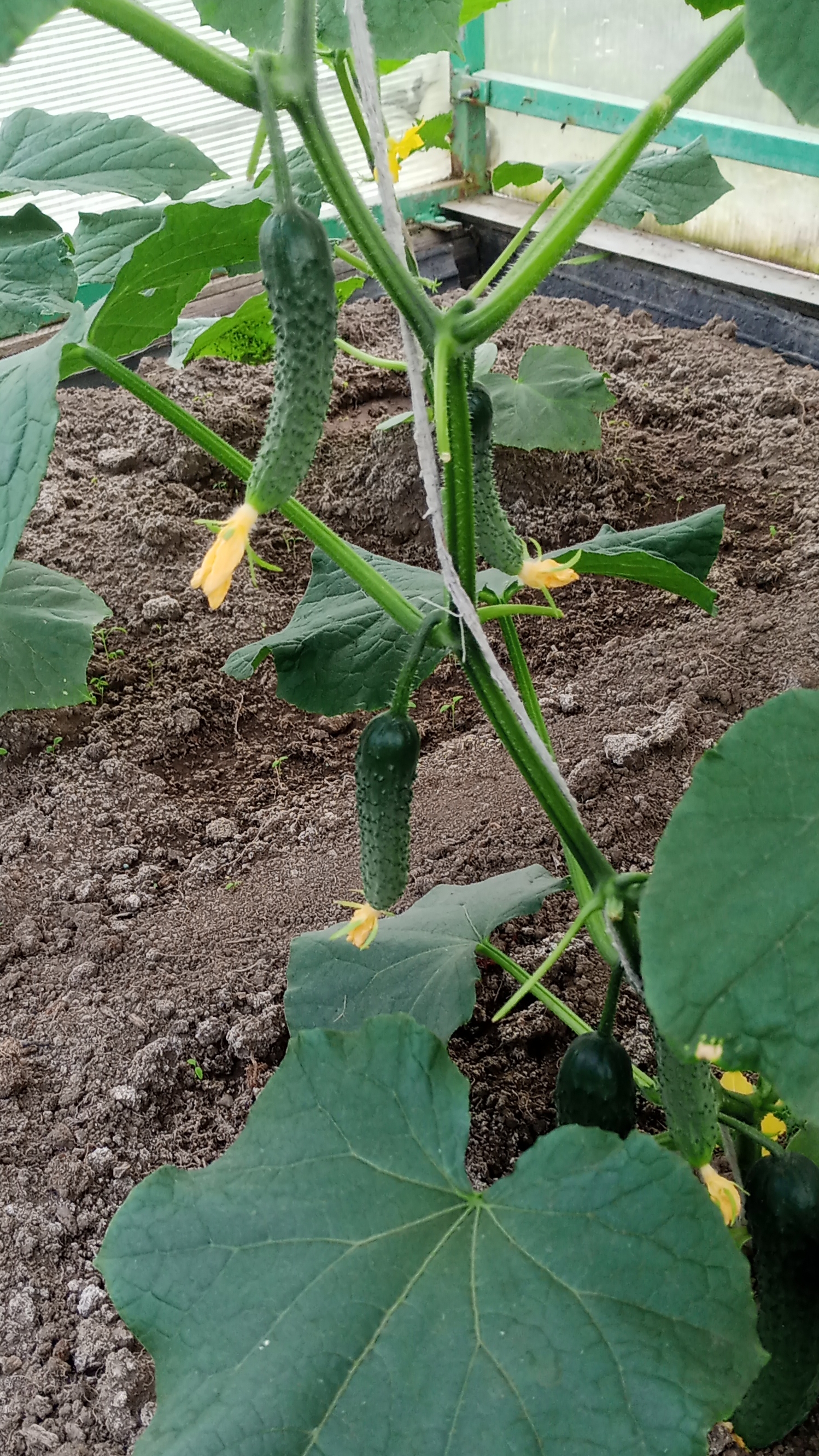 ОГУРЦЫ!!!!! Солёные!!!