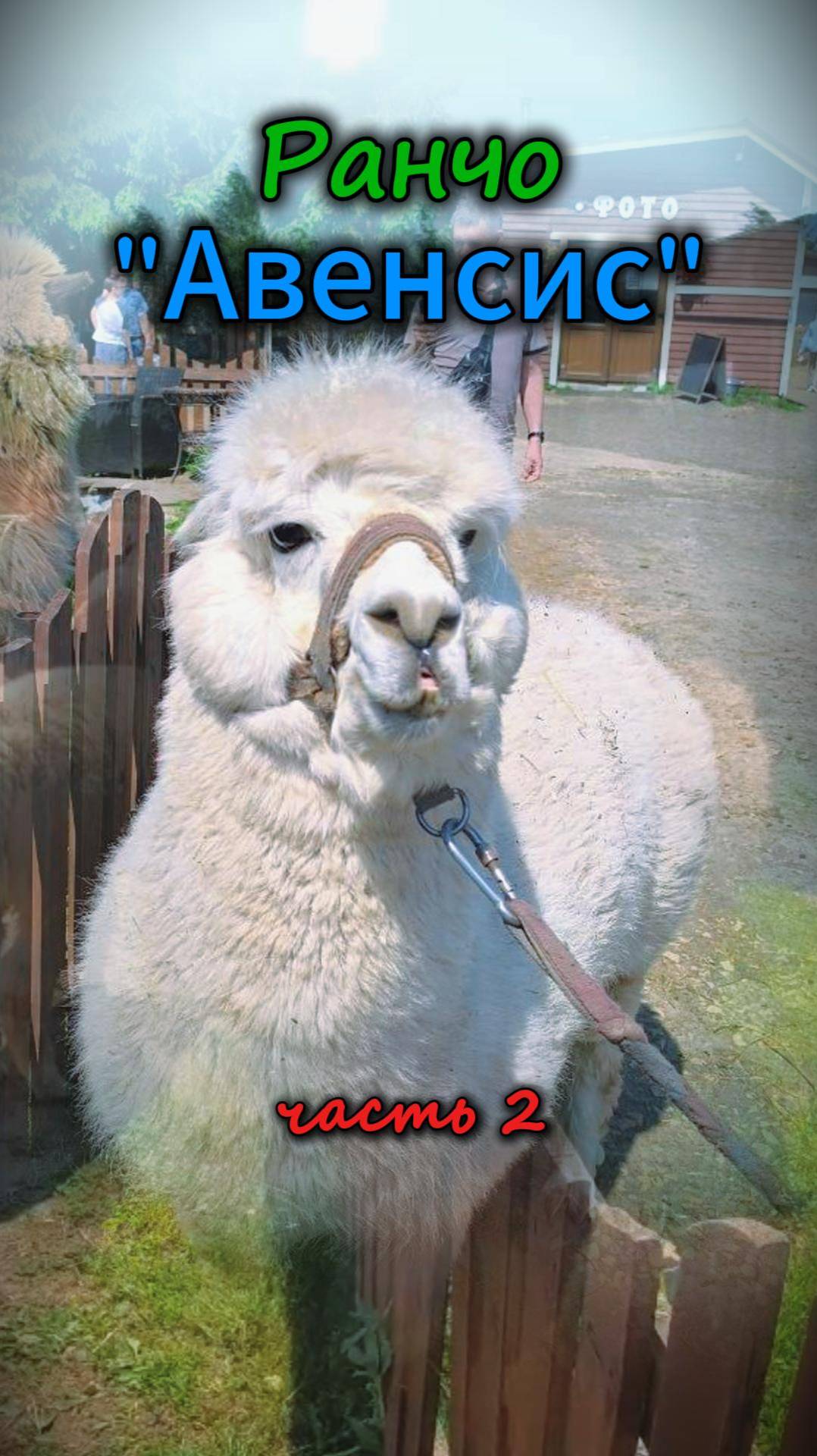 Ранчо Авенсис ч2