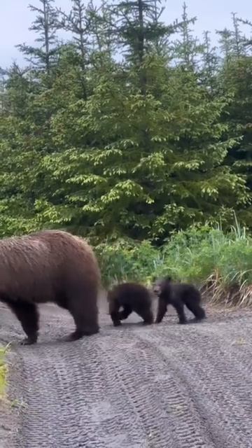 Клип @russia.bear