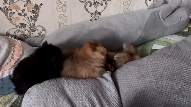 Будни щенков. Щенки начали кушать самостоятельно. Лабубу распаковка.Постельное капибара.