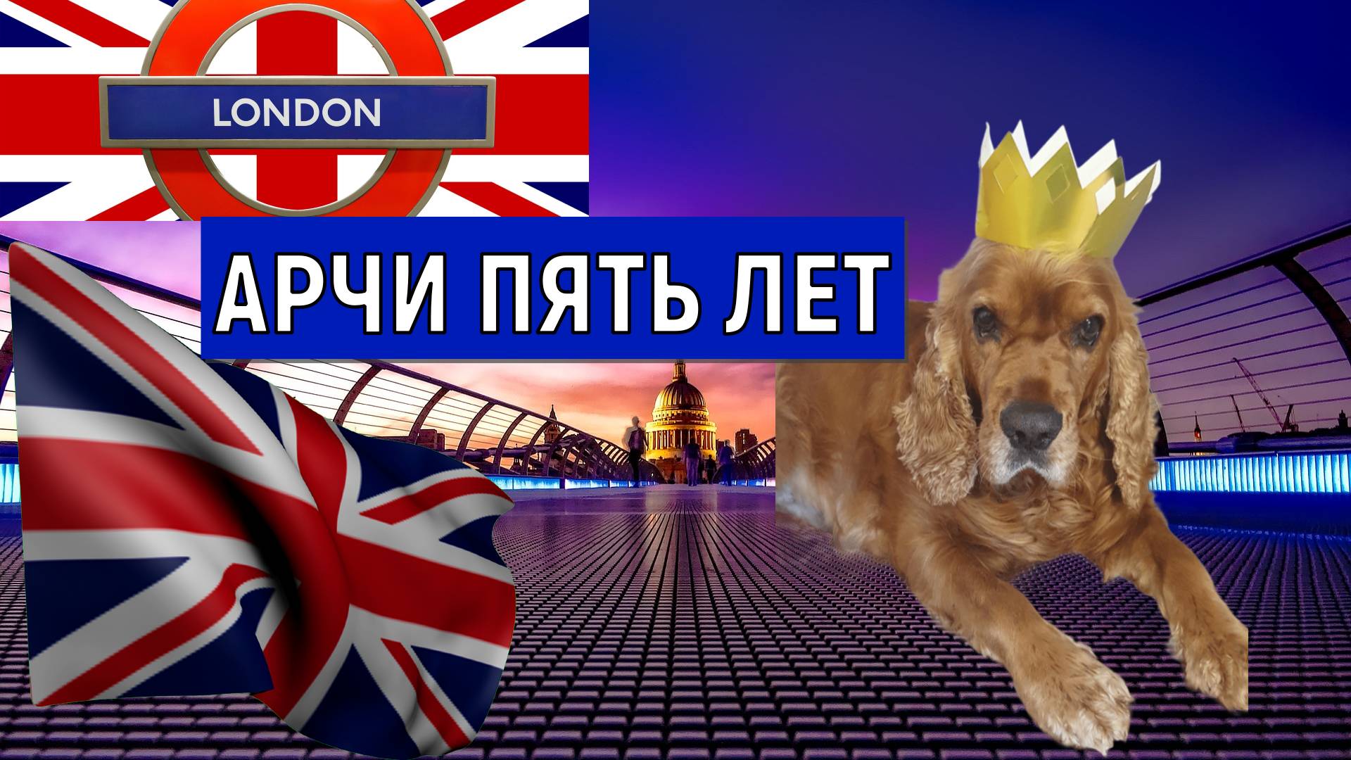Английскому спаниелю Арчи исполнилось 5 лет. Арчи родился Великобритании