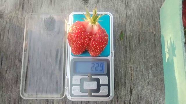 Размер и вес ягод