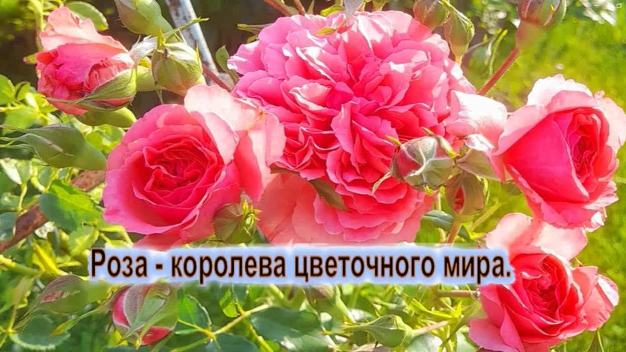 Роза -  королева цветочного мира, мифы и легенды. Что означает цвет роз, которые дарят. #роза#цветы