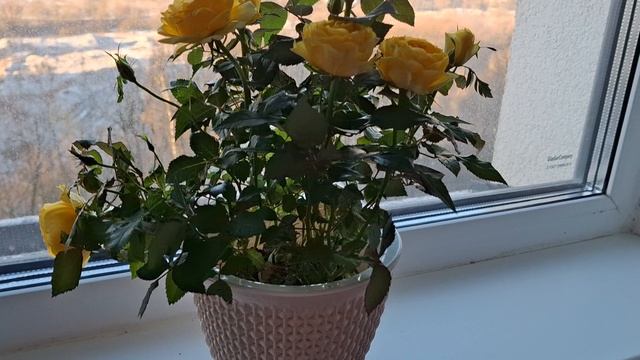 Розочка из Пятёрочки /  Уход за домашними растениями