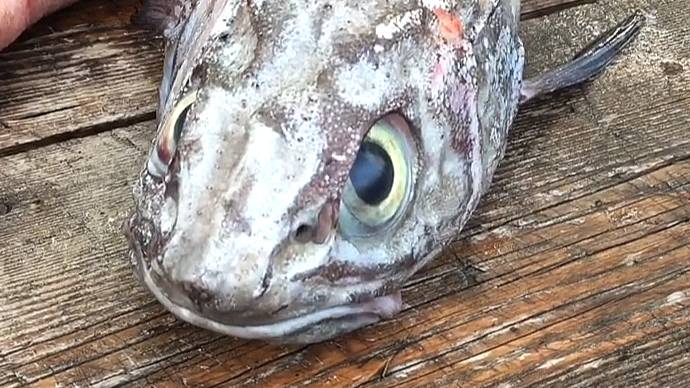 Рыбные трофеи камчатских морей