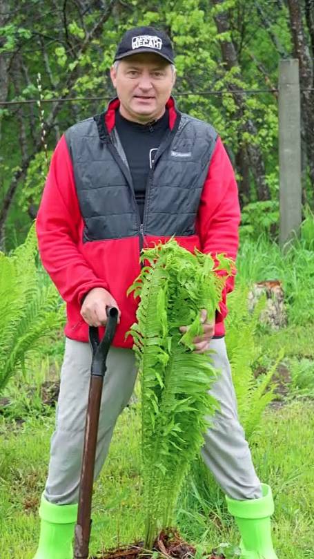 Камчатский папоротник - вкусный и полезный дикорос.