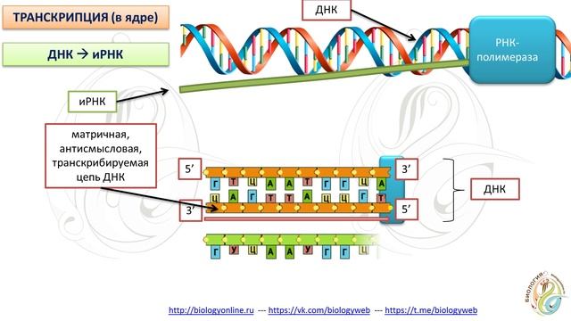 Биосинтез белка - транскрипция