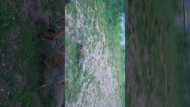 Рыжая плутовка😊