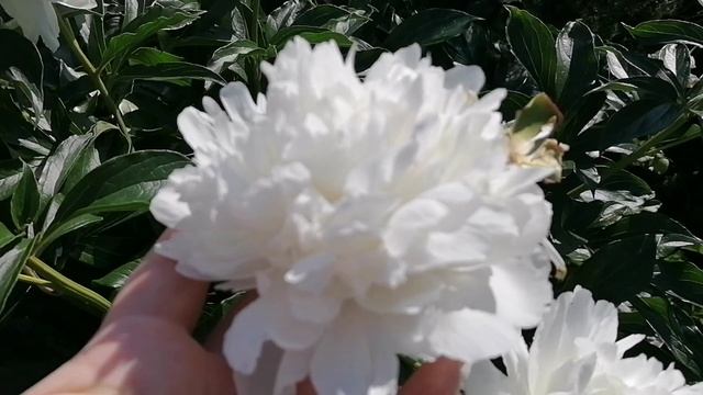 АСМР ВЛОГ, КАК ВАМ ТАКОЙ ФОРМАТ ВИДЕО?!