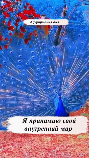 Аффирмация дня