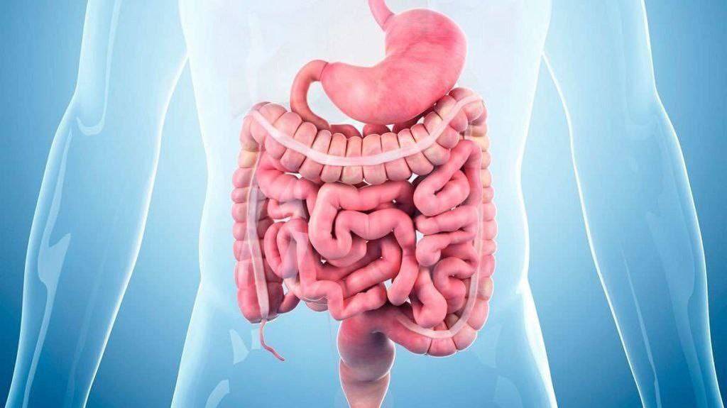Кишечник и здоровте