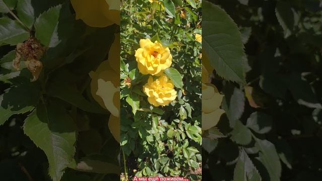 2025 Любимая хатка А ещё поживём...