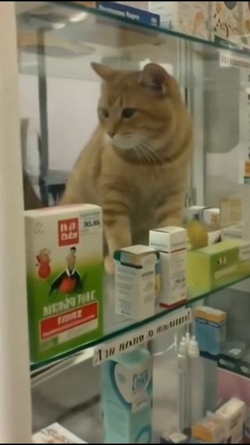Самое лучшее лекарство #кот #животные