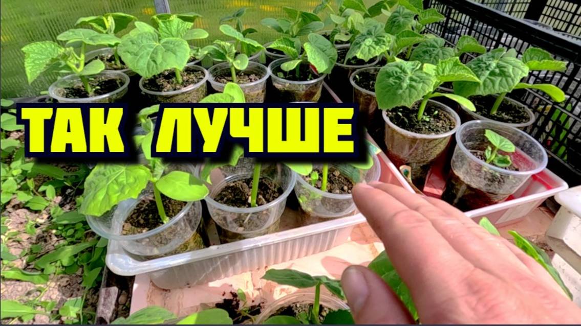 Мощная рассада огурцов путем досыпания земли в стакан