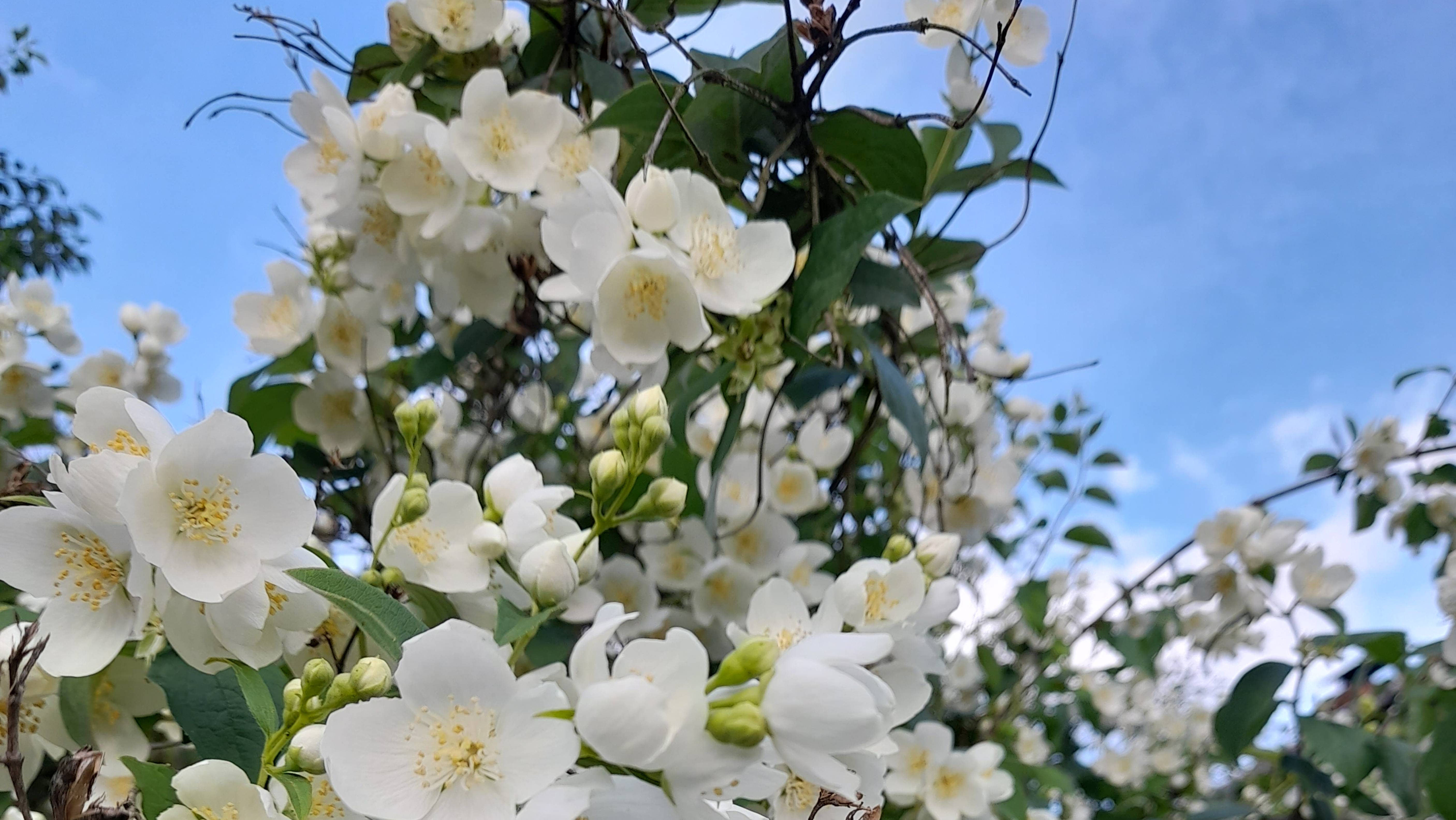 СНТ ОХОТНИК
Калужская область 
г.Кременки