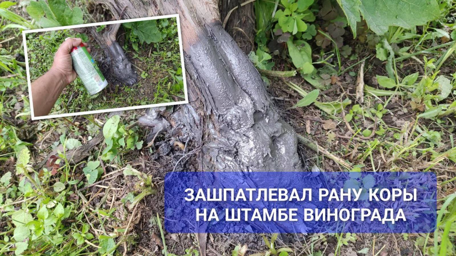 За три секунды вылечил рану на штамбе винограда 🍇 показываю как и чем это можно сделать☝️