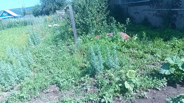 Гуси на огороде, как борцы с сорняками...