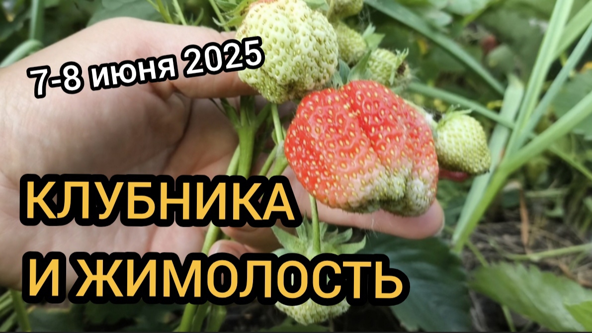 Клубника и жимолость. 7-8.06.2025