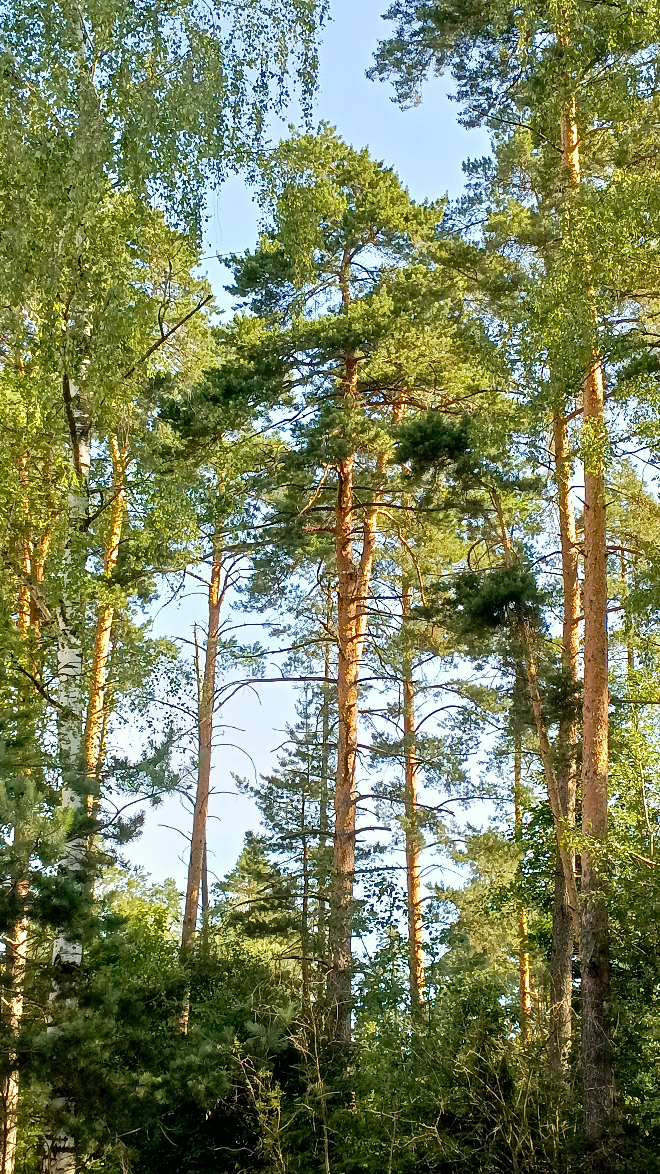 Летнего солнышка привет !