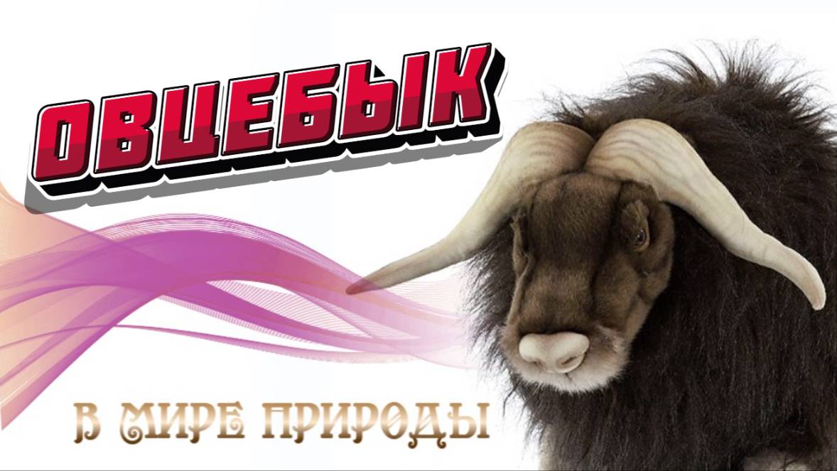 📗 "Овцебык" ~ СЛАЙДЫ | РАССКАЗ Христианский 🌼🟢 В МИРЕ ПРИРОДЫ ~ АУДИОРАССКАЗ