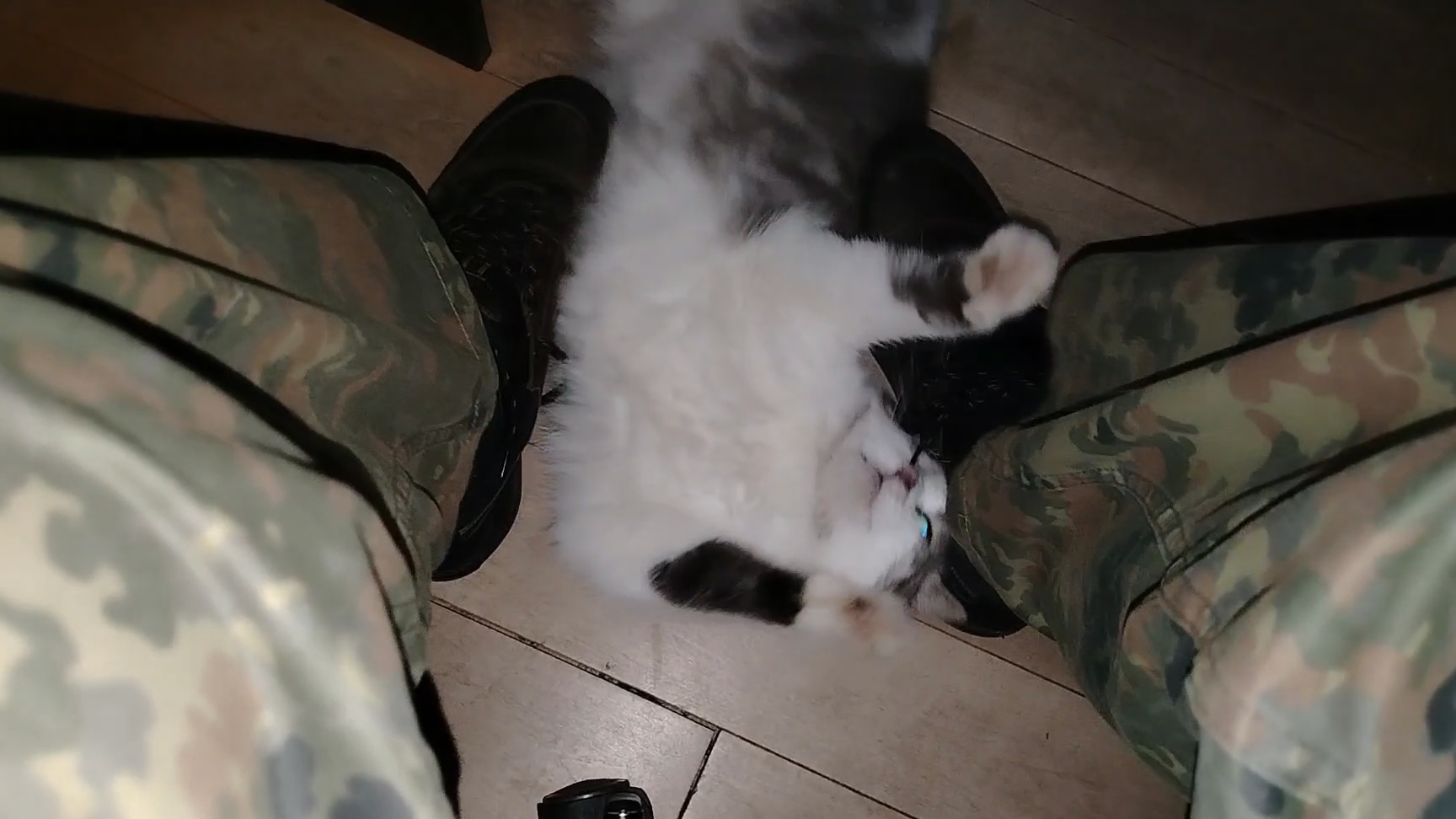 Кот Джорик. 28-06-2025