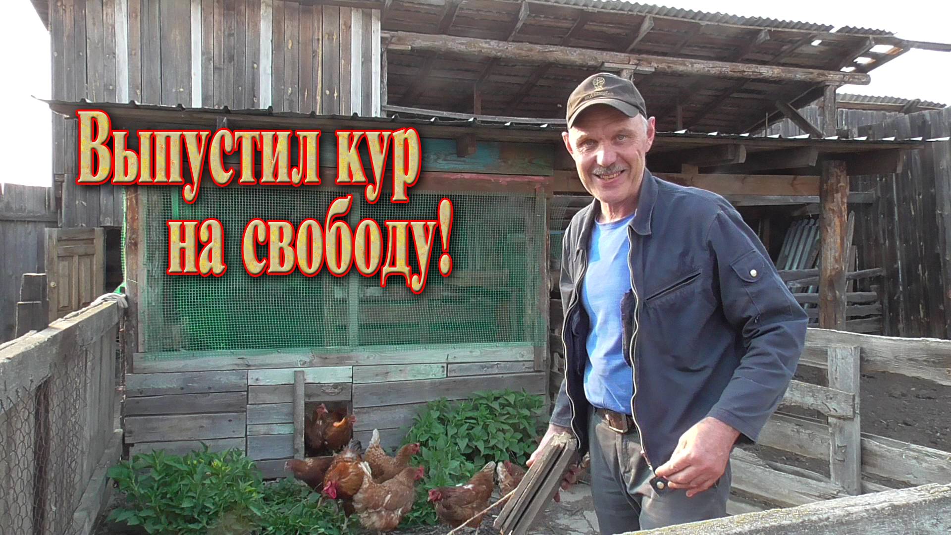 Куры несушки // Выпустил кур на волю, на особых условиях